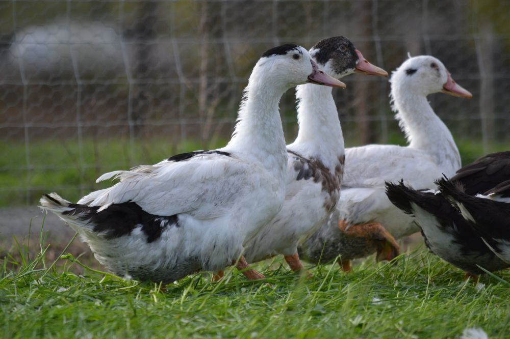 Elevage canard - Ferme de Fages